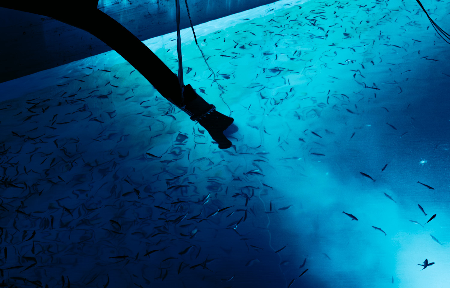 Andfjord Salmon completes new salmon pool, has successful smolt release ...