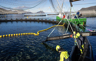 Statt Torsk reports increased mortalities at two cod farms | SeafoodSource