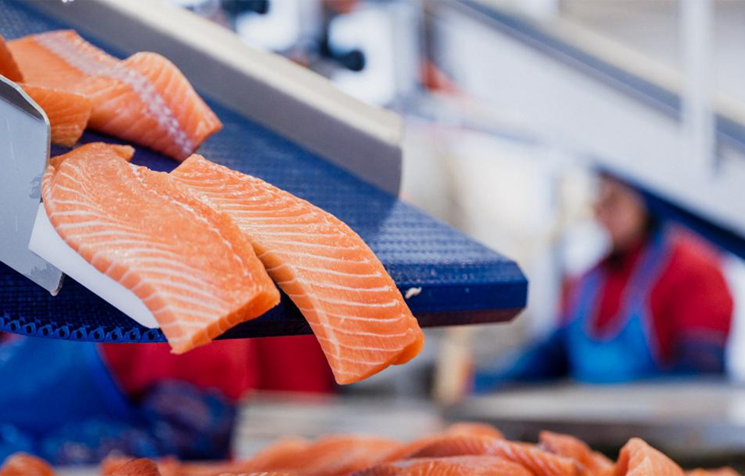 SalMar’s strong start to 2026 in Norway brings increased harvest ...