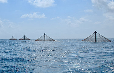 Innovasea assisting Benguela Blue Aqua Farming with open-ocean salmon ...
