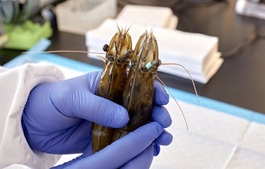 Center for Aquaculture Technologies opens Shrimp Genetics Innovation ...
