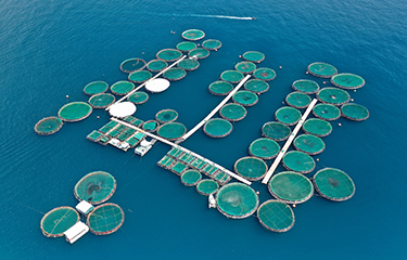 European sea bream supply boosted by Turkish production growth ...