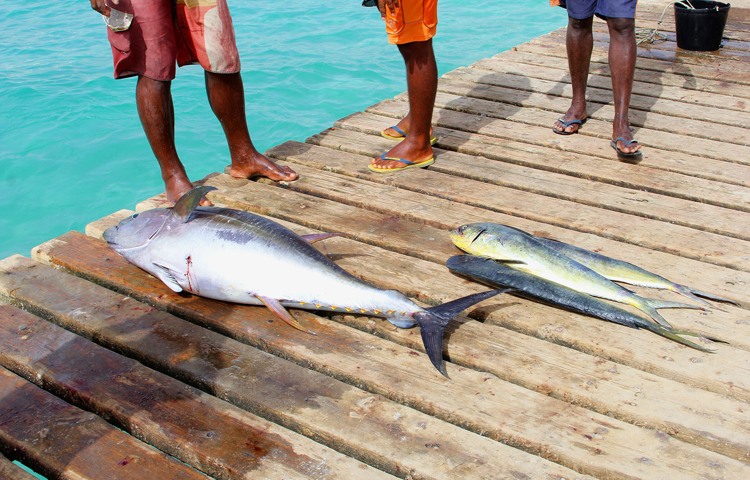 EU renews deal for its tuna fishers to access Cabo Verdean waters ...