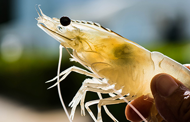 Bangladesh greenlights third trial project to grow vannamei shrimp ...