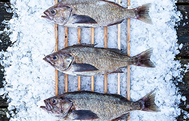 US groundfish fishery returning to its former glory, stakeholders say ...