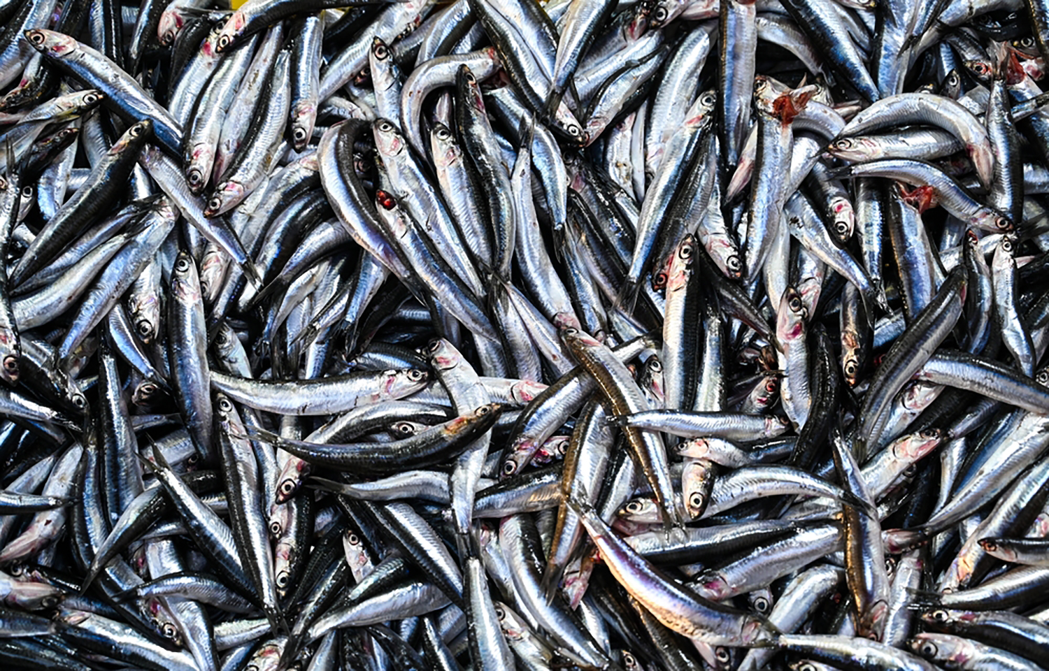 Peru launches first North-Central anchovy season of 2026 with decreased ...