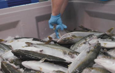 Sales momentum builds for The Kingfish Company in 2021 | SeafoodSource