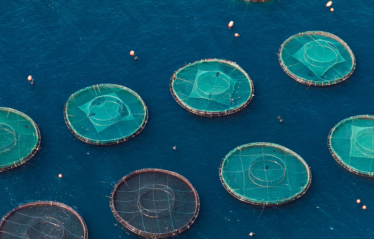 F3 challenge announces 2026 fish farm contestants | SeafoodSource