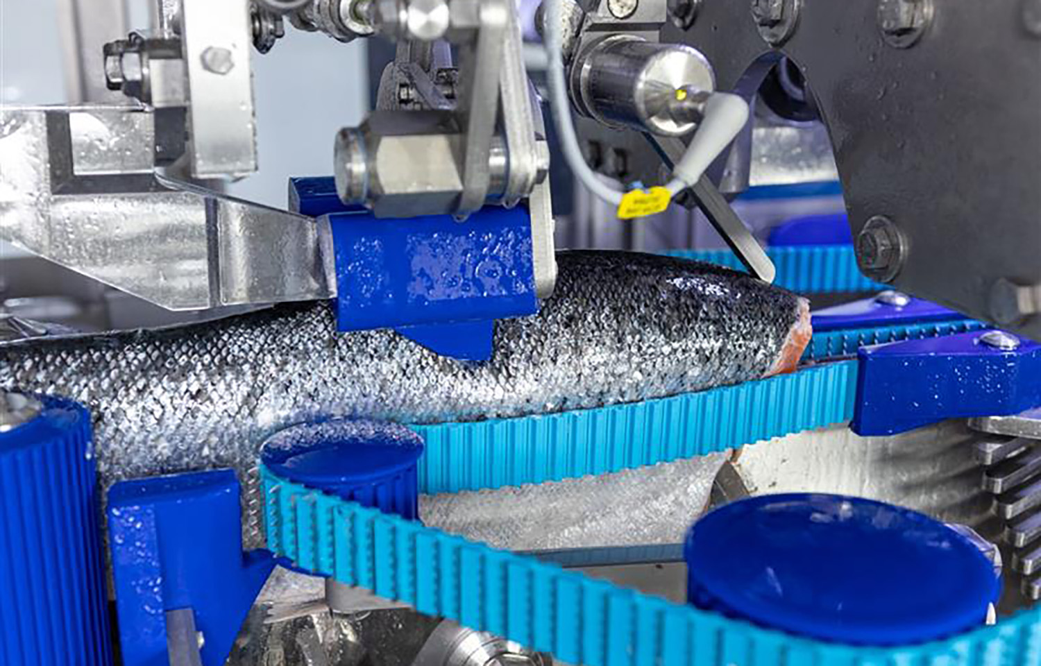 Marel debuts new salmon-, trout-filleting line for Sotra Fiskeindustri ...