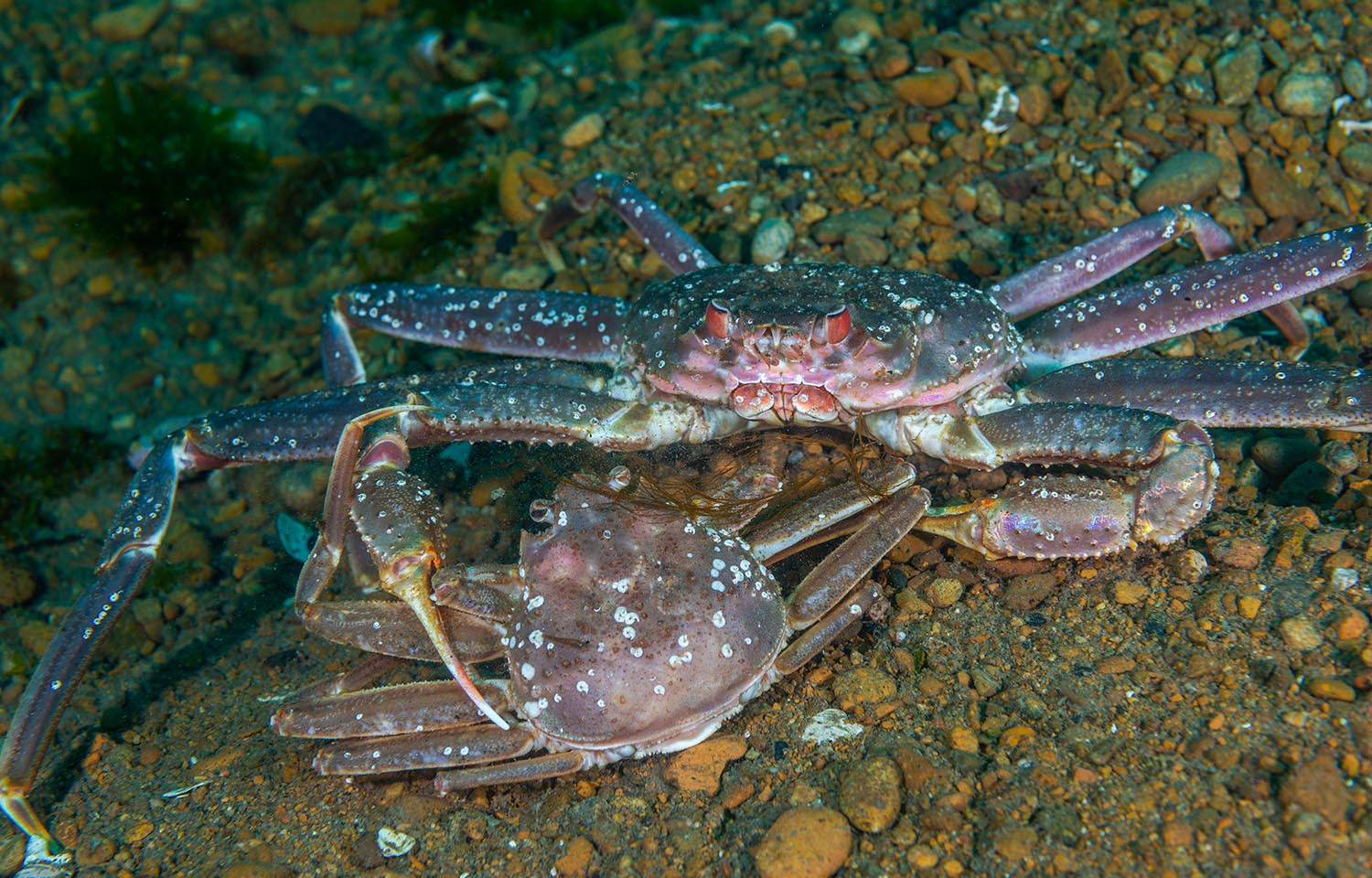 Alaska cancels Kodiak tanner crab season to let population recover ...