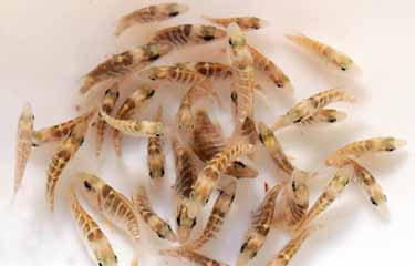 Indian institute develops red snapper breeding technology | SeafoodSource