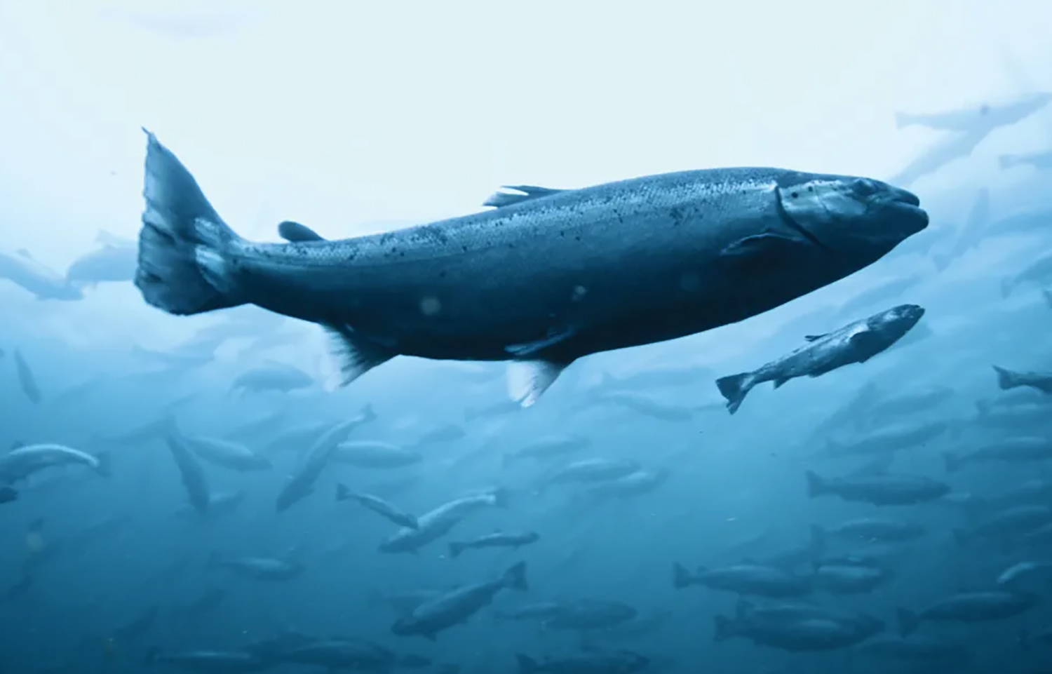 Mowi increases 2025, ‘26 harvest projections following Nova Sea deal ...