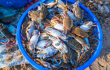 Vietnam increases crab exports to China in first nine months of 2020 ...