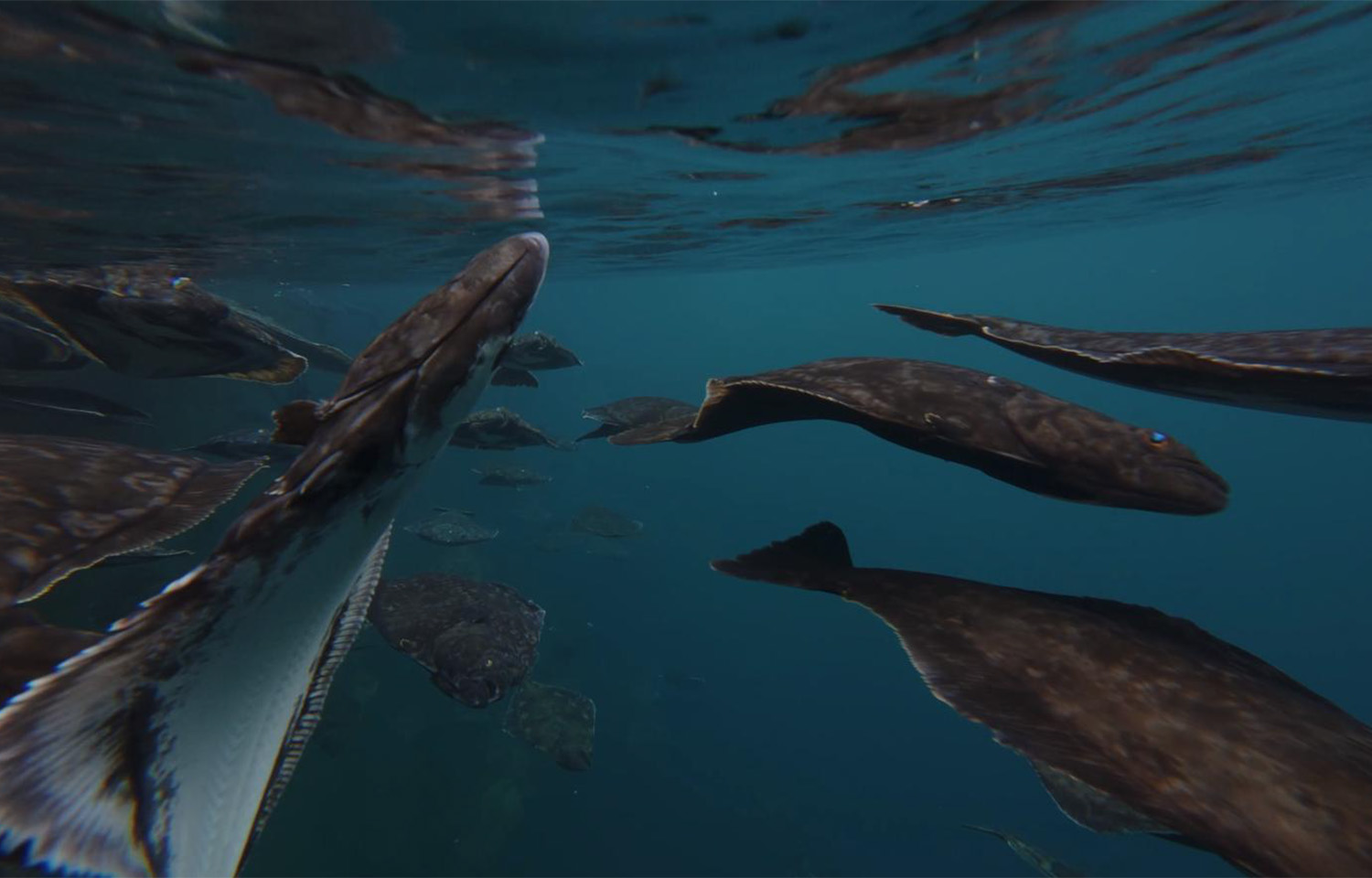 Nordic Halibut gains additional funding, acquires two companies after ...