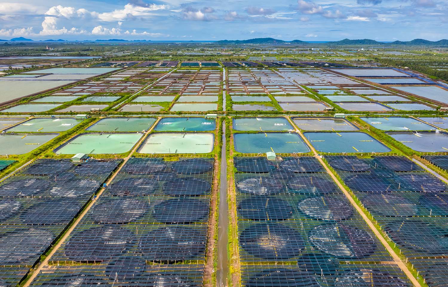 Rabobank predicts 2025 to bring aquaculture growth on improved demand ...