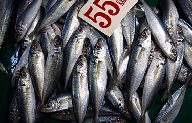 Philippines increases imports of round scad | SeafoodSource