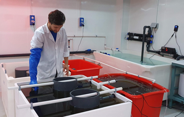 Orkney Shellfish Hatchery first native oysters released into Scottish ...