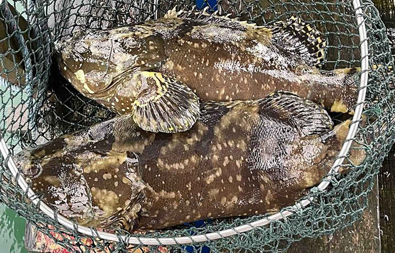 Grouper farming growth rate in China outstripping all other species ...