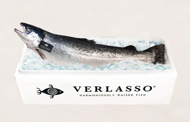 AquaChile harvests first Verlasso salmon farmed in Magallanes ...