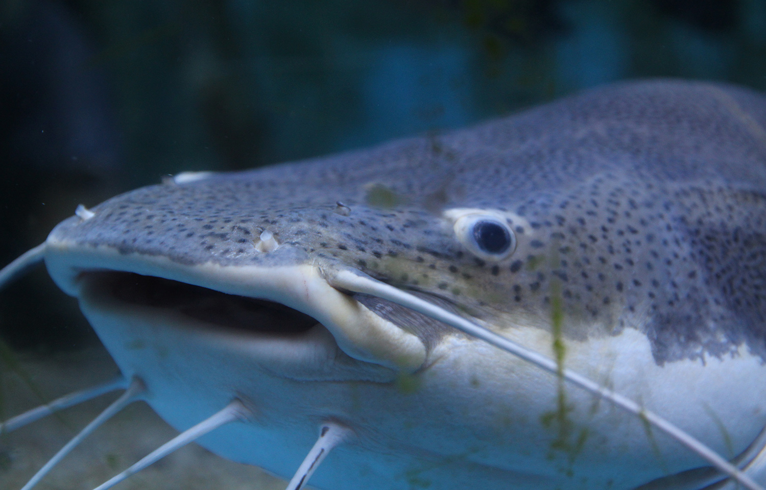 Virginia government awards USD 247,000 to Amory Seafood to increase ...