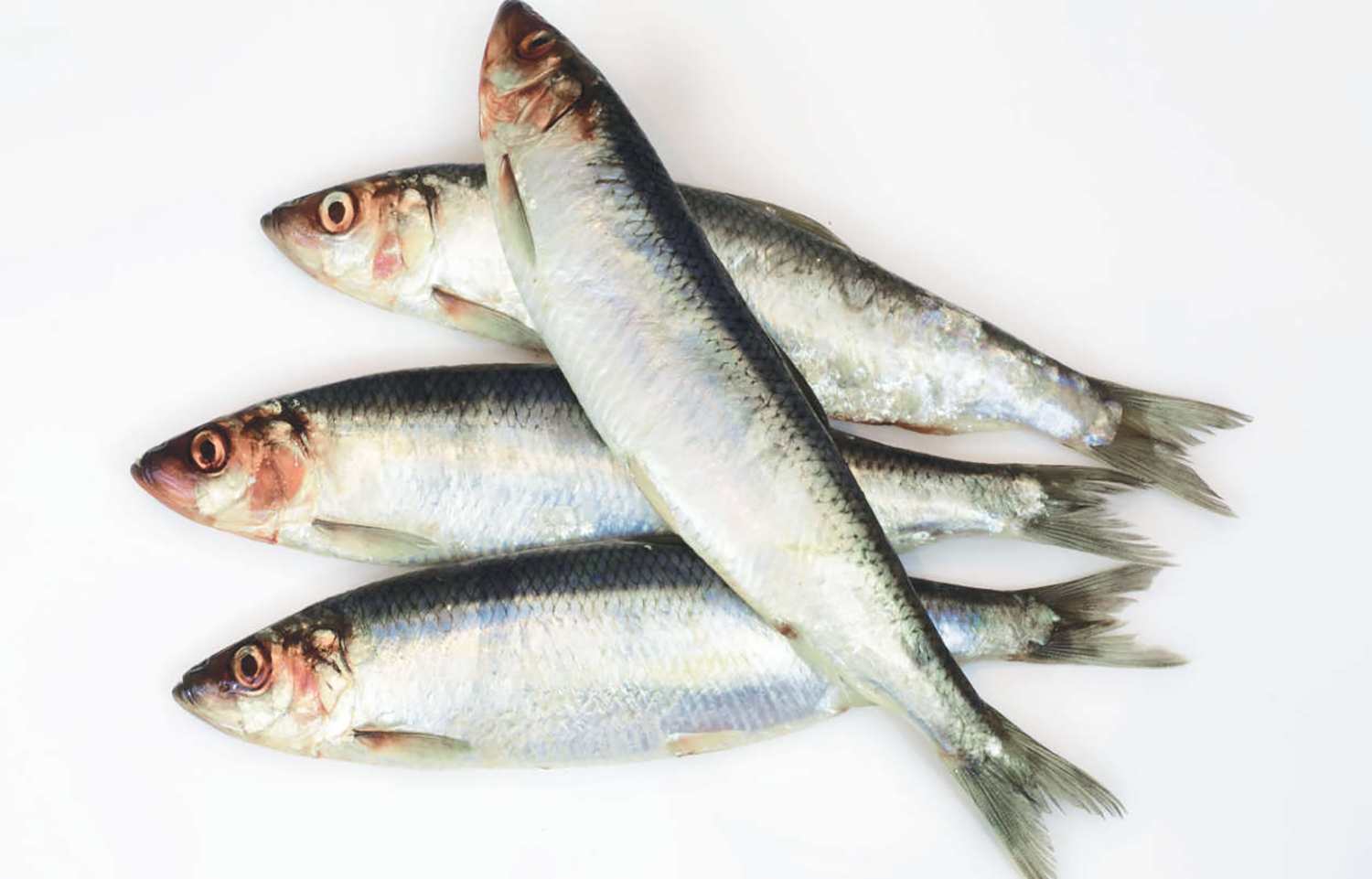 First-ever shared management plan inked for North Sea herring ...