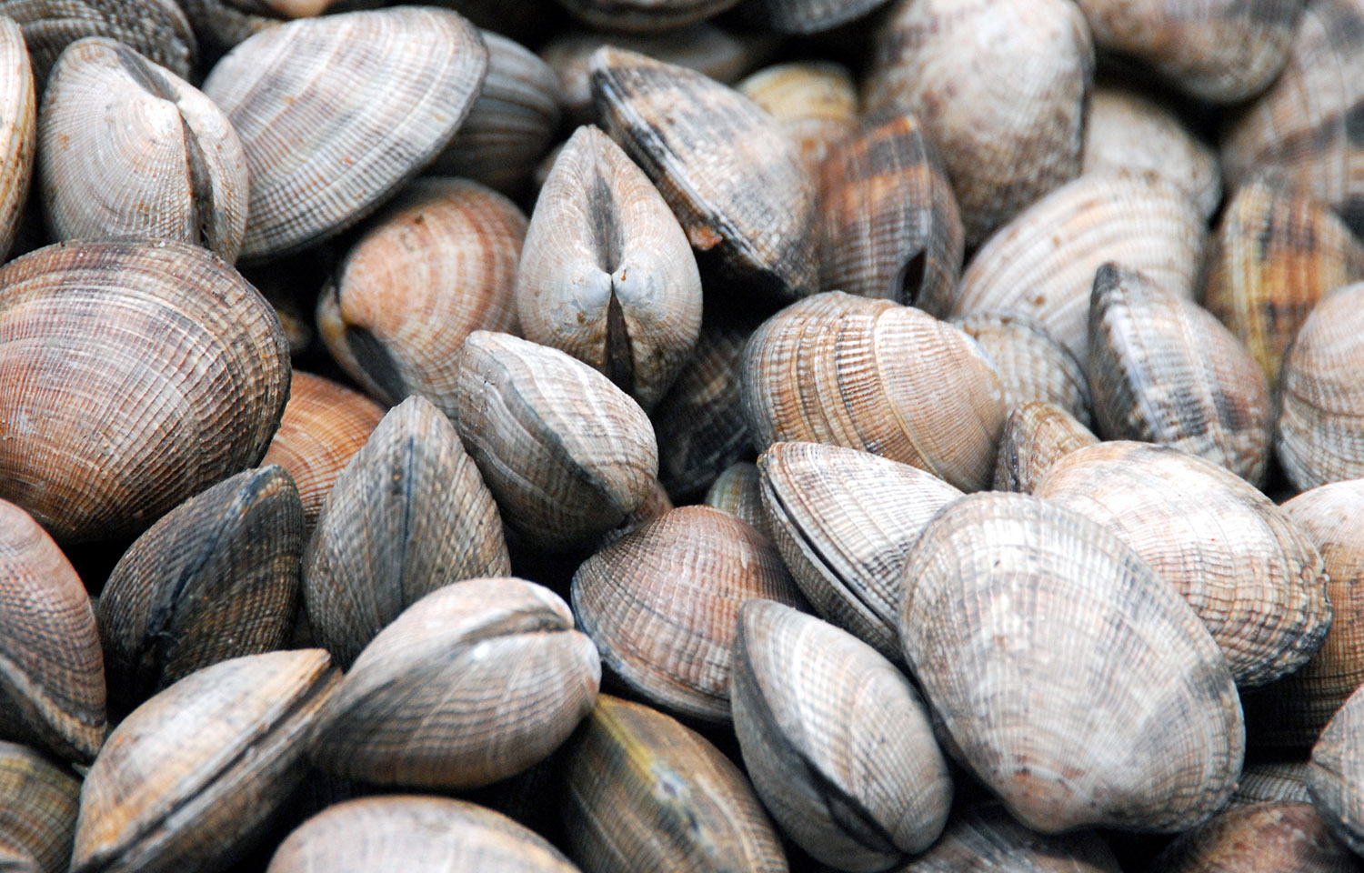 Military ordnance found on conveyor belt at Delaware clam processor ...