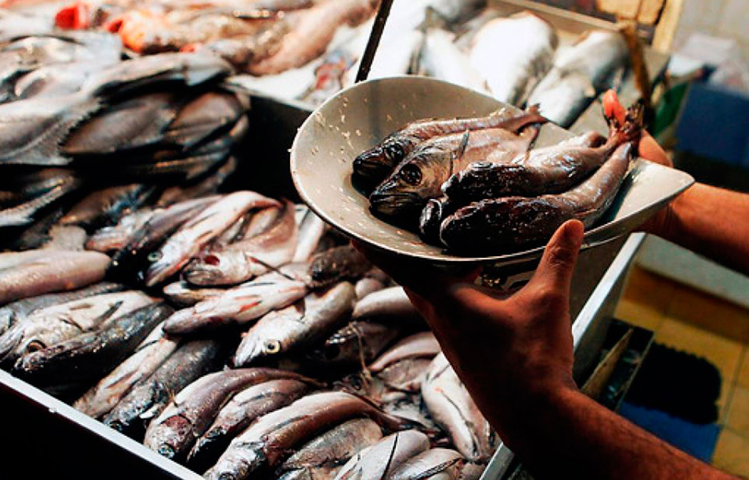 CeDePesca makes advancements in Chilean hake, Mexican red snapper FIPs ...