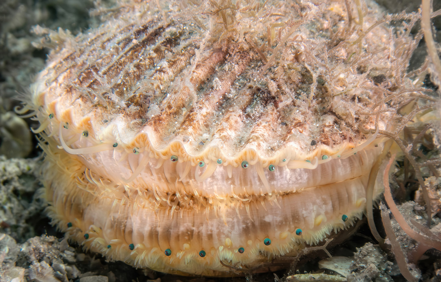 Canadian government announces CAD 1 million investment in Atlantic ...