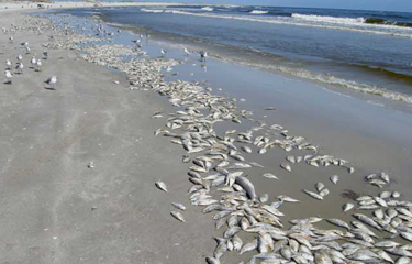 Florida fishermen work with NMFS to track red tide | SeafoodSource