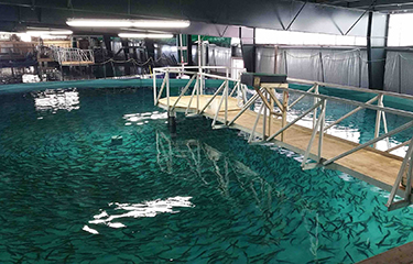 Cape d’Or showcasing promise of RAS salmon | SeafoodSource