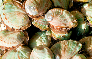 Abalone cooperatives in Baja California create marine reserves to ...