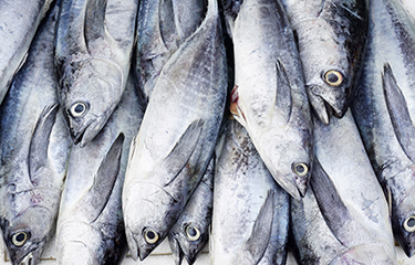 CFTO receives MSC certification for Indian Ocean skipjack | SeafoodSource