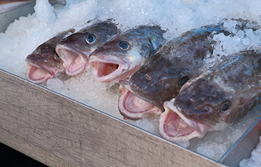Cod stocks creep back up for Gulf of Alaska, but remain down for Bering ...