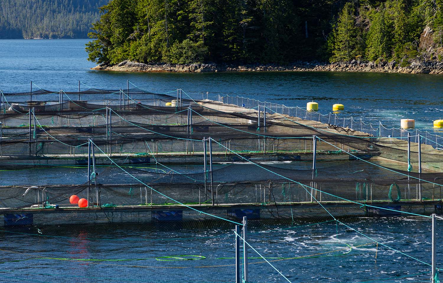BC Salmon Farmers Association report finds Canada’s net pen ban could ...