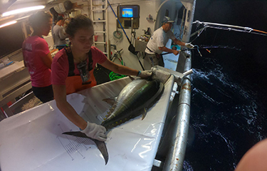 Pacific tuna tagging program concludes this month, key to data on ...