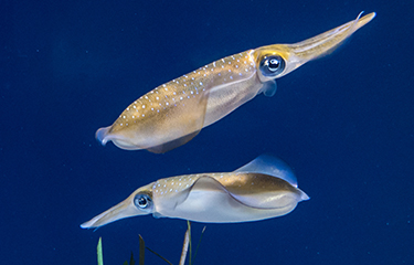 Okinawa research team breeds 10 generations of captive squid ...