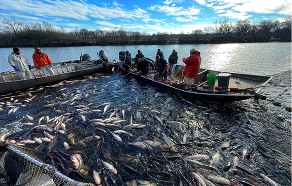 USFWS announces USD 19 million in grants to address invasive carp ...
