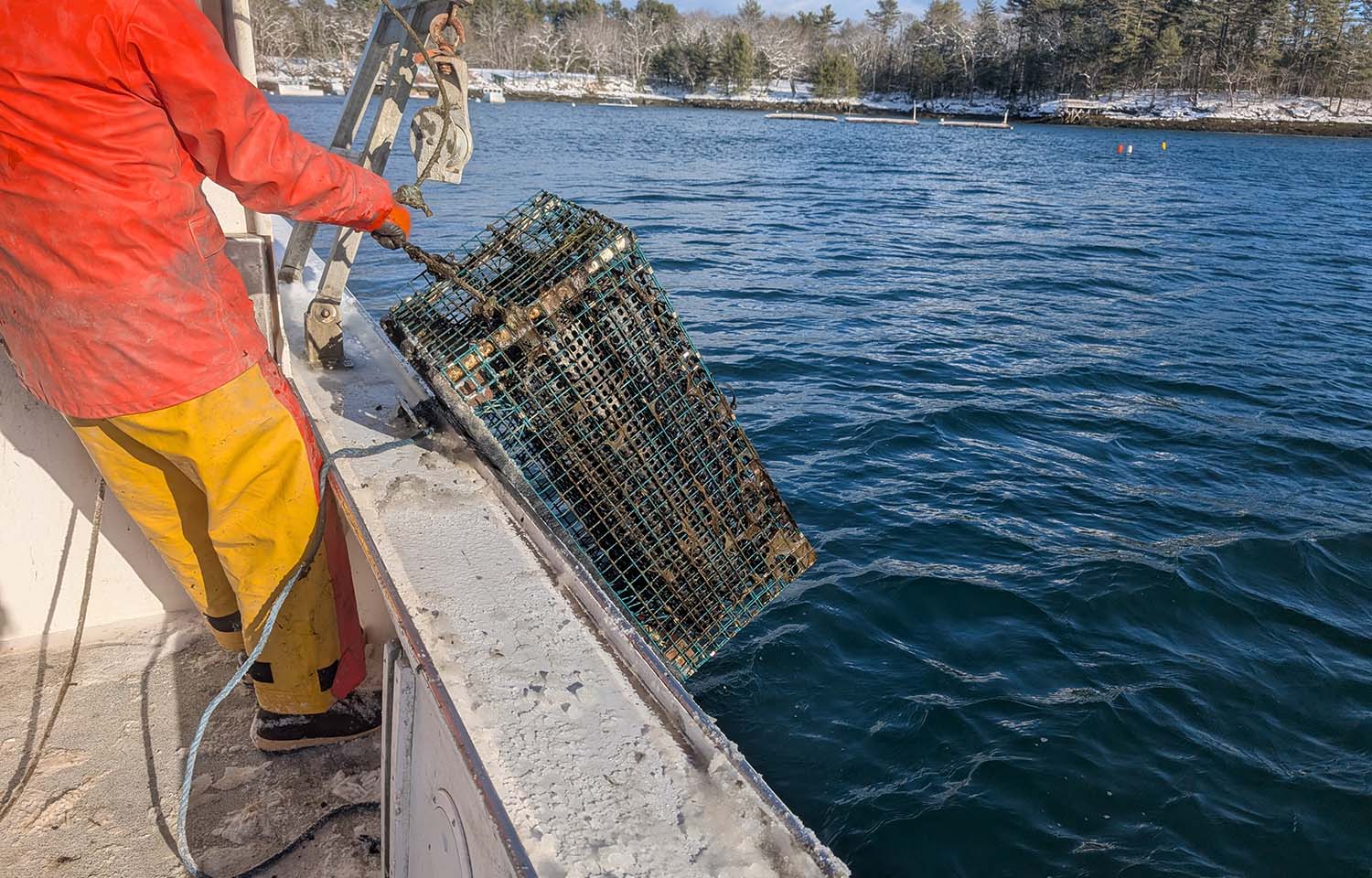 Seascale working to diversify lobster industry with scallop-farming ...