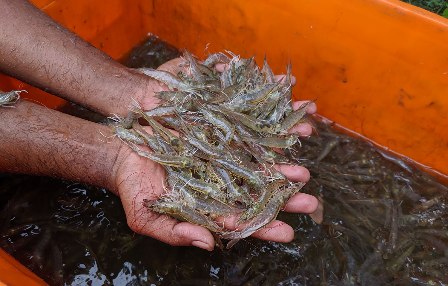 GSA banning eyestalk ablation in BAP-certified shrimp by end of 2030 ...