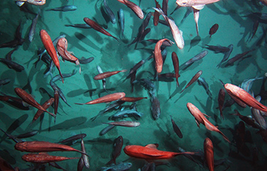 Sustainability of New Zealand orange roughy in question before annual ...