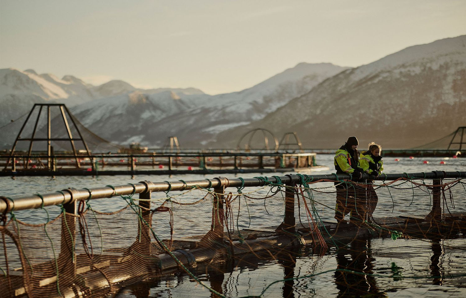 ASC adding Atlantic cod to certification program | SeafoodSource