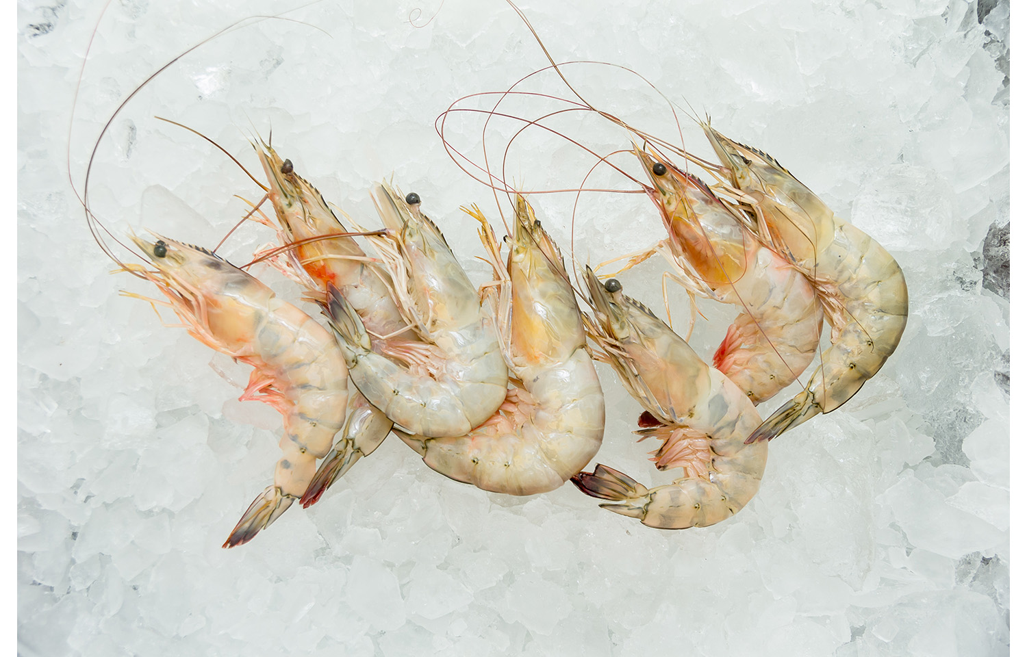US shrimp import volumes declined again in September | SeafoodSource