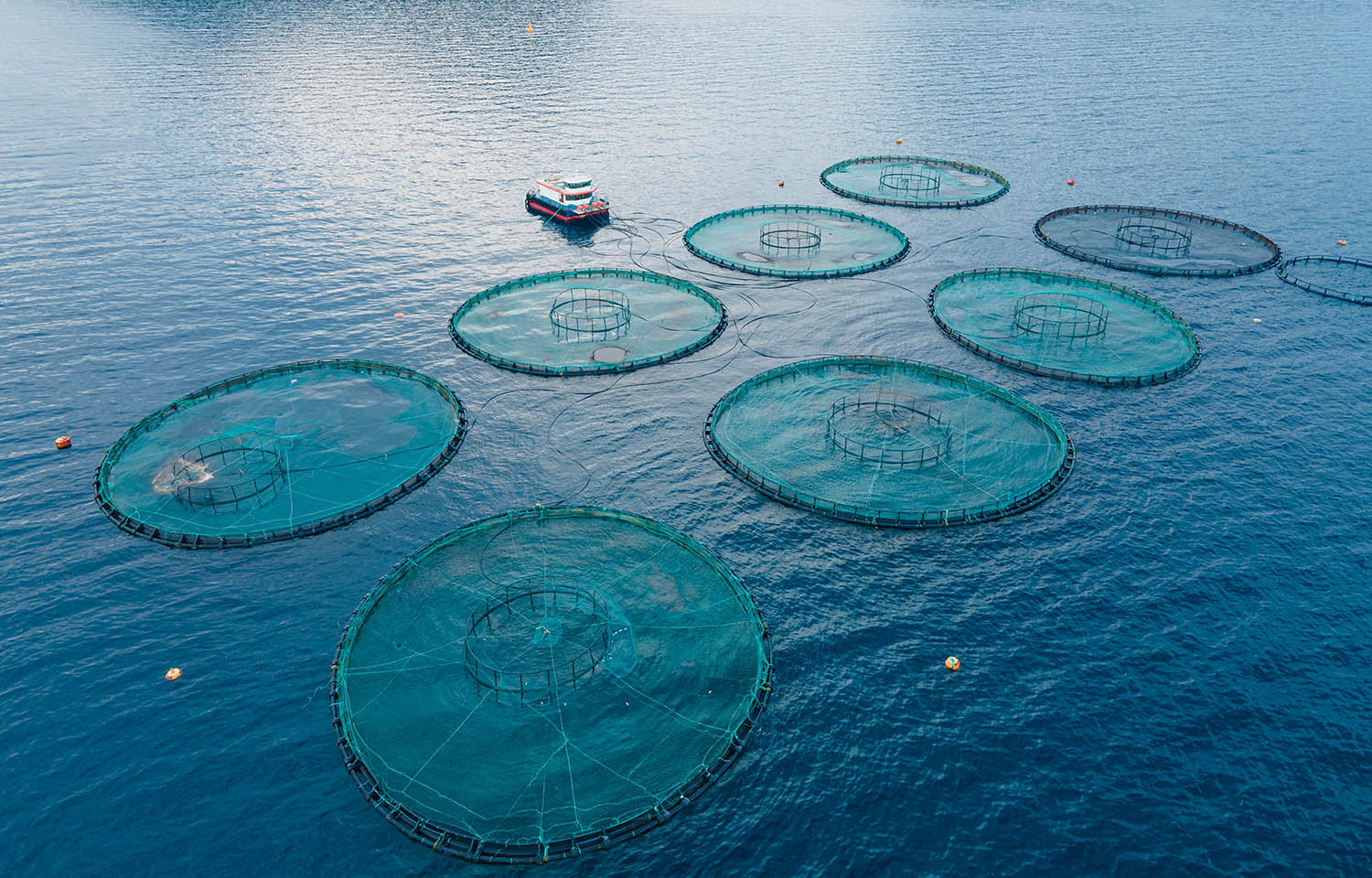 Fishing industry, environmental groups push back on US offshore ...