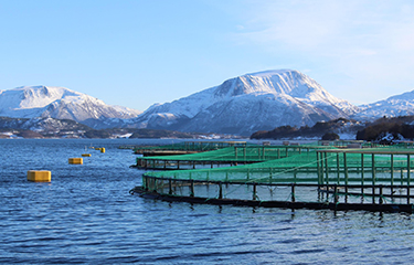 Nordic Halibut seeing increased price premium for its farmed halibut ...