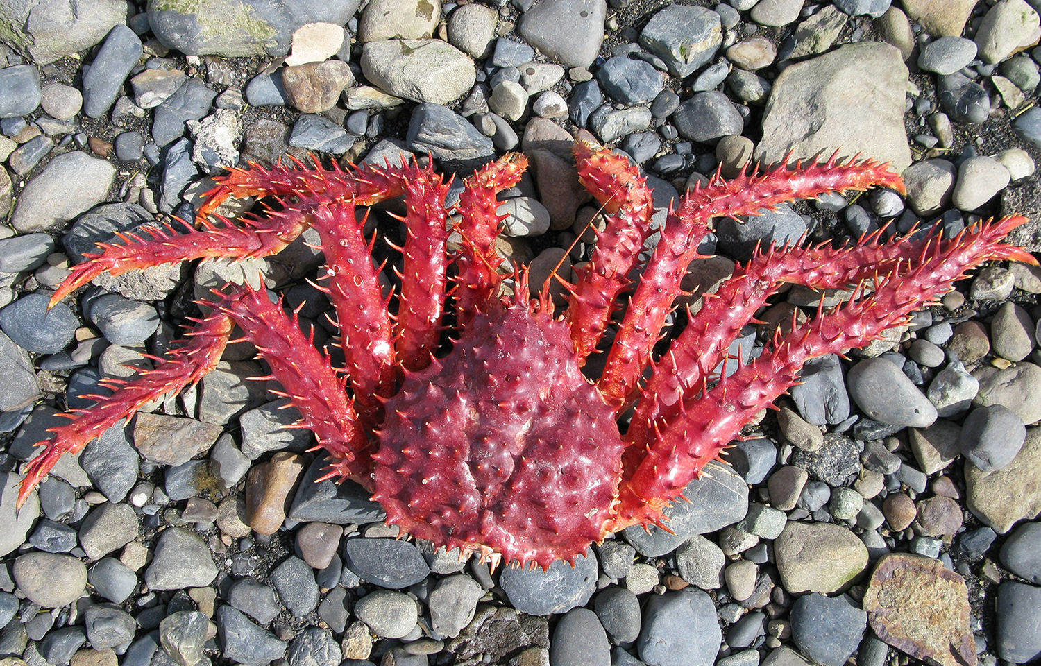 Chilean Prosecutor’s Office solicits USD 55 million collusion fine against king crab-processing ...