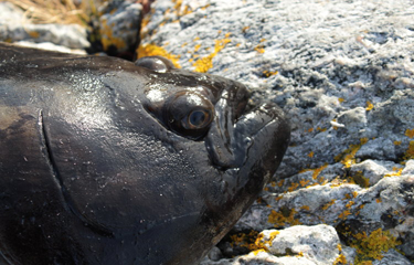 Nordic Halibut's Q1 volumes, prices climbed | SeafoodSource