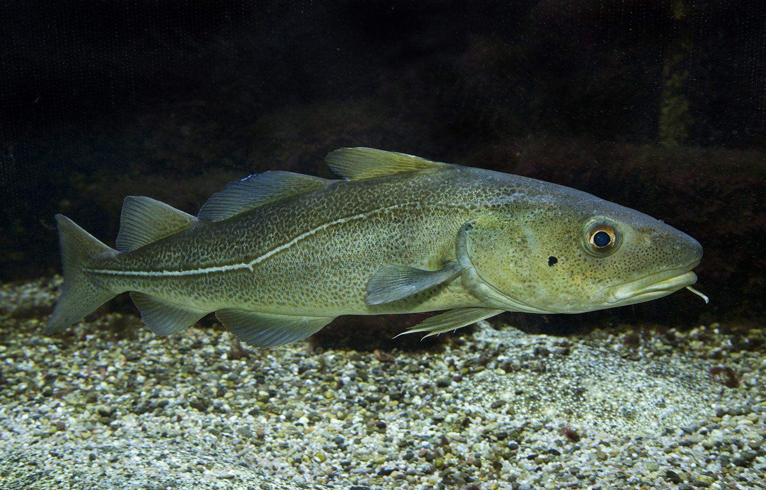 New England fishers protest proposed changes to region's cod management ...