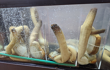 For geoduck, Chinese market is king | SeafoodSource