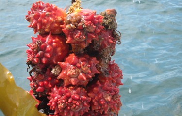 Japan getting creative to promote sea pineapple following trade spat ...