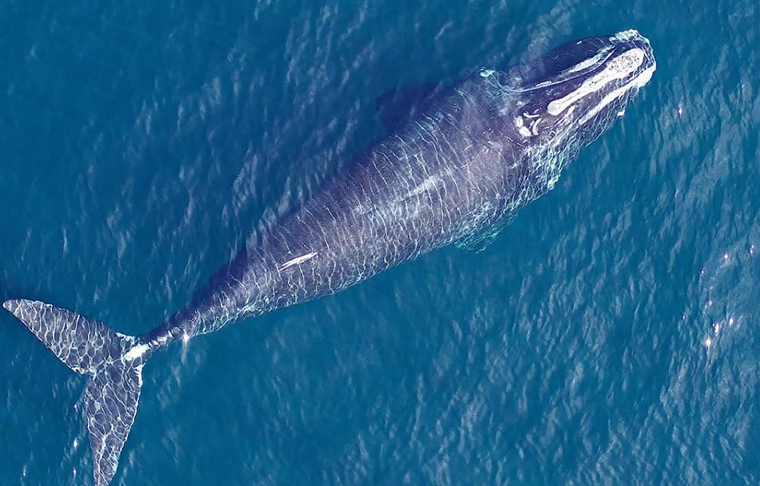 Bill delaying new vessel speed limits in right whale territory passes ...